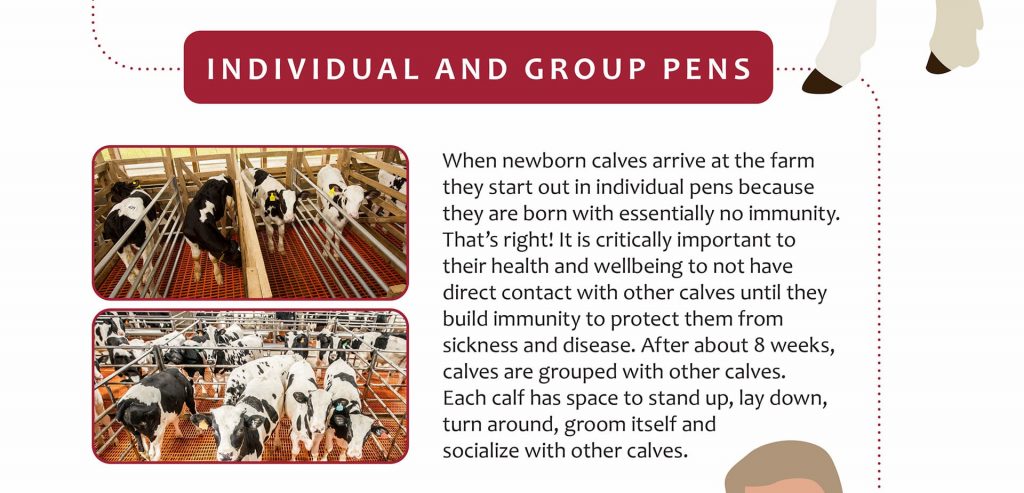 Veal's Journey - Veal – Discover Delicious